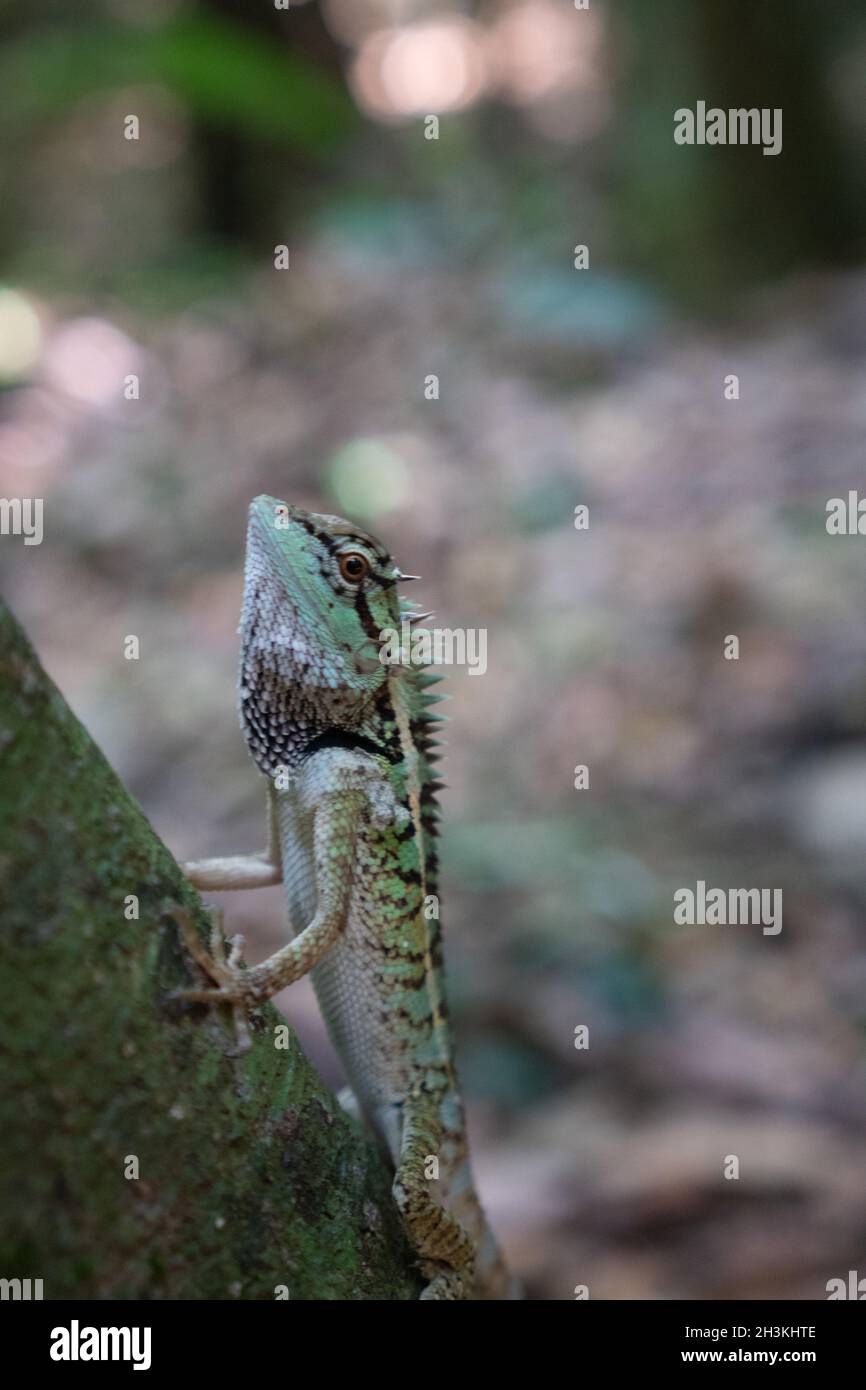 Beautiful crested lizard on the tree branch Stock Photo - Alamy