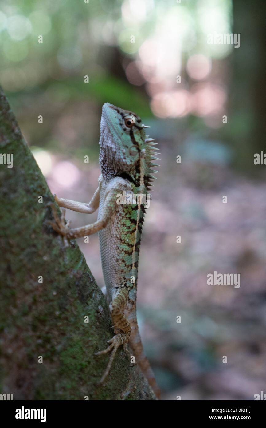 Beautiful crested lizard on the tree branch Stock Photo - Alamy