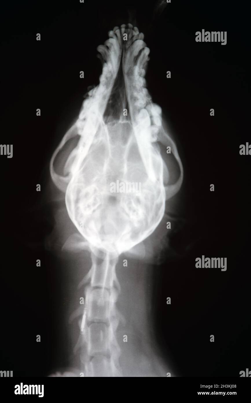 Dog brain nose hi-res stock photography and images - Alamy