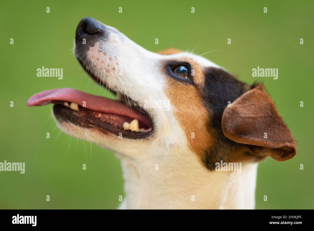 Portrait of a funny dog Jack Russell Stock Photo - Alamy