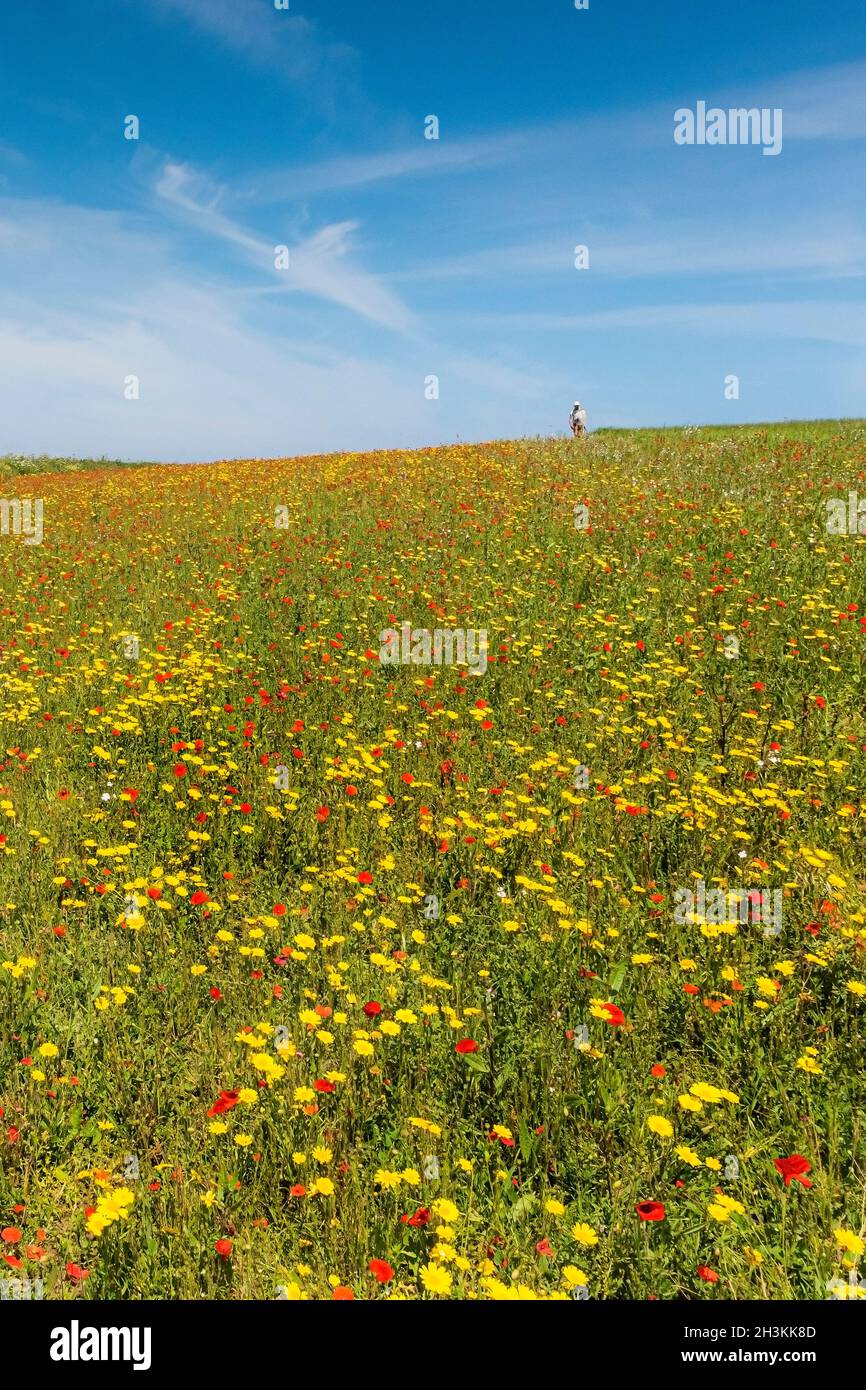 Arable fields of Common Poppies Papaver rhoeas and Corn Marigolds ...
