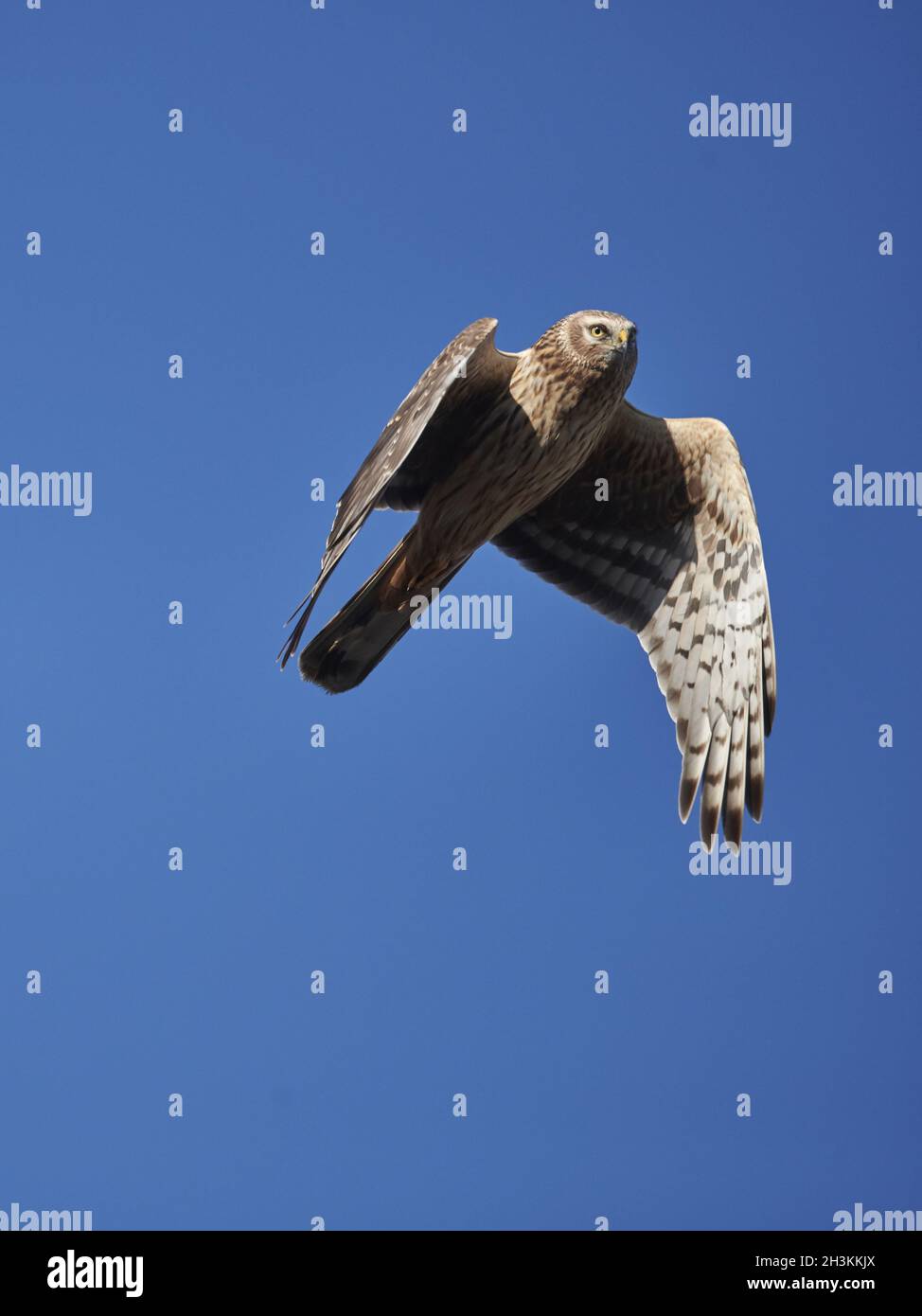 Male hen harrier hi-res stock photography and images - Alamy