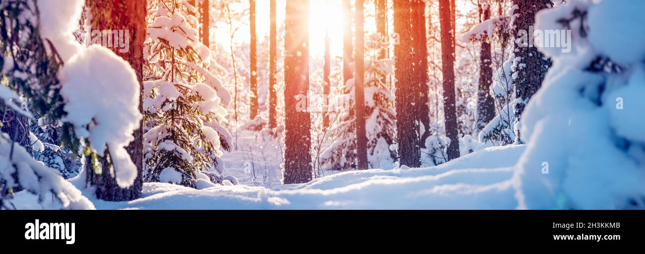 Winter forest with beautiful snowy pines and firs Stock Photo - Alamy