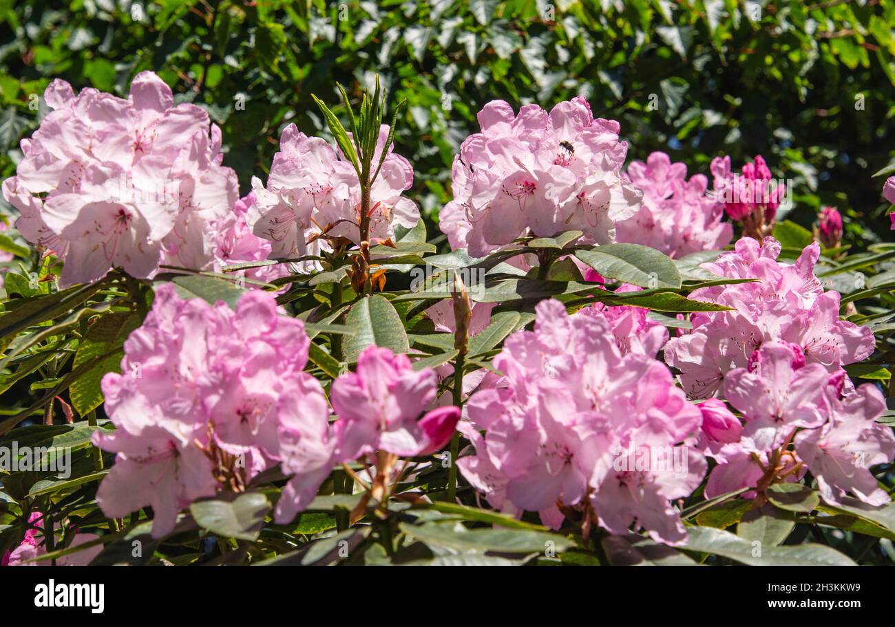 Rhododendron rhododendron white pearl hi-res stock photography and ...