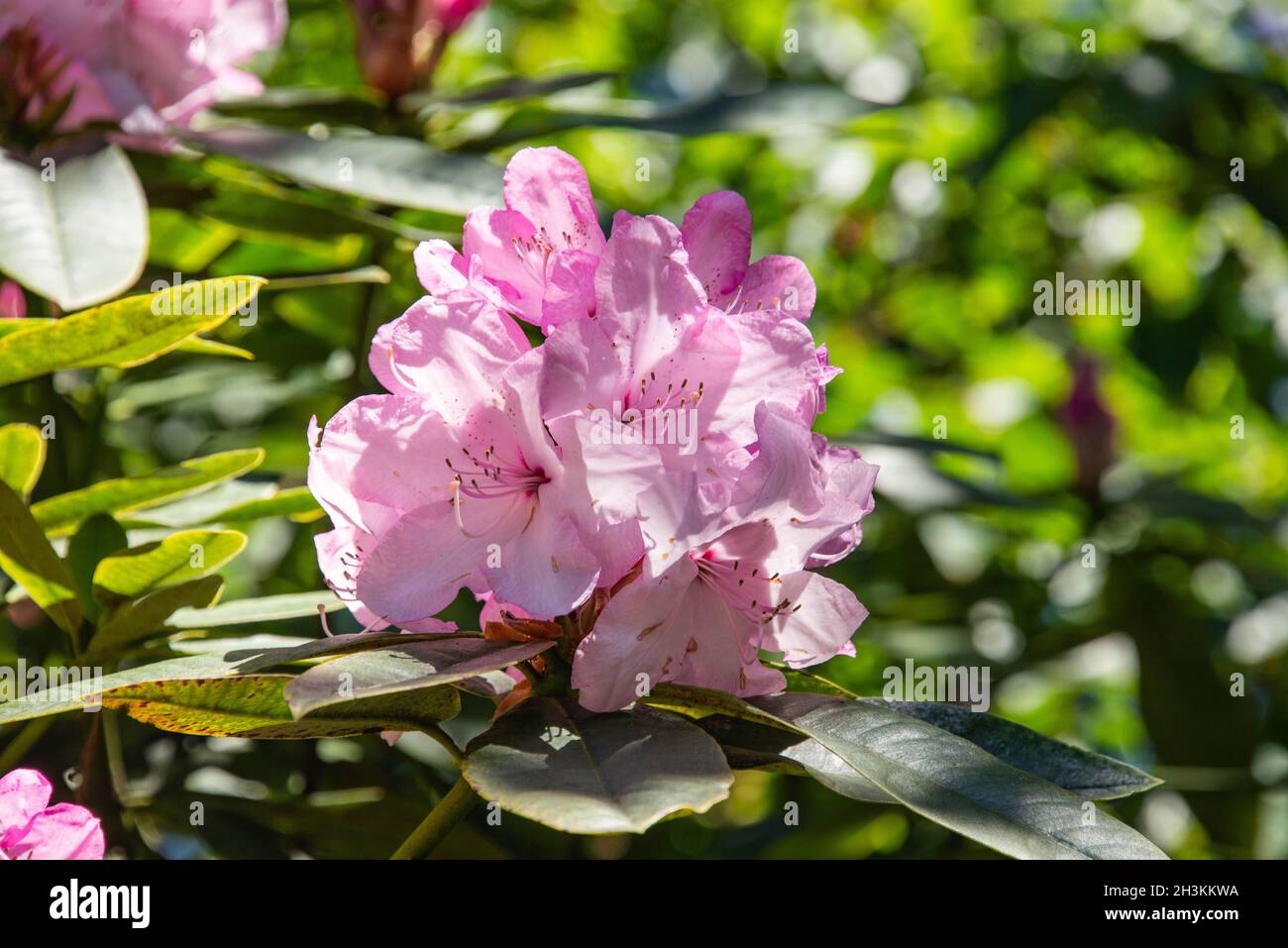 Rhododendron pink pearl hi-res stock photography and images - Alamy