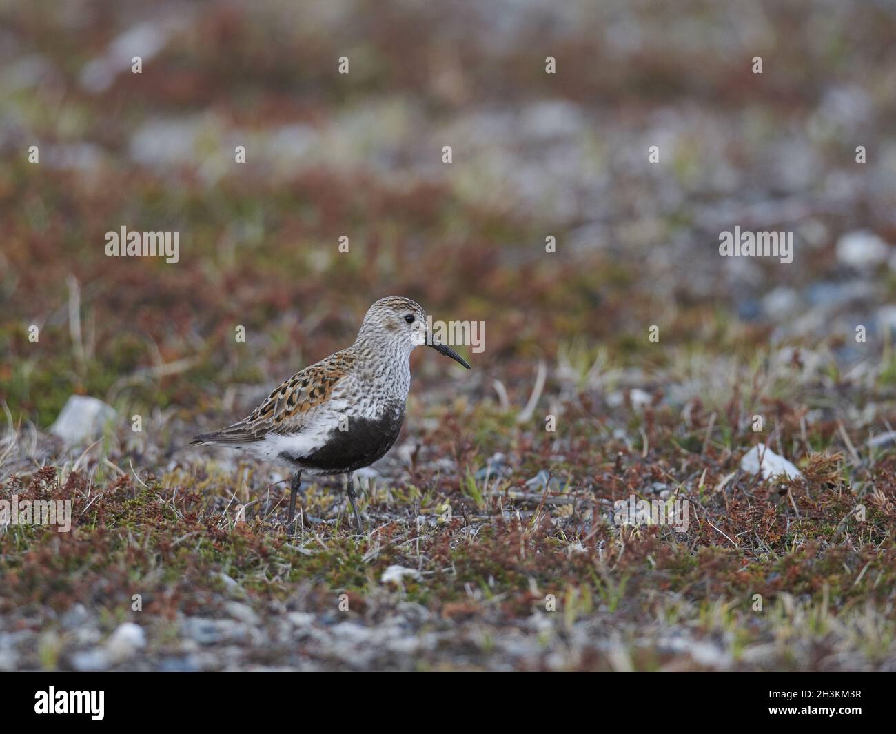 Alpine birds hi-res stock photography and images - Alamy