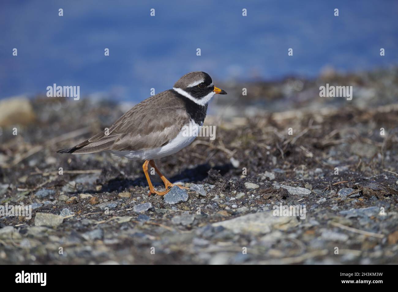 Common Ringed Plover Stock Photo - Alamy