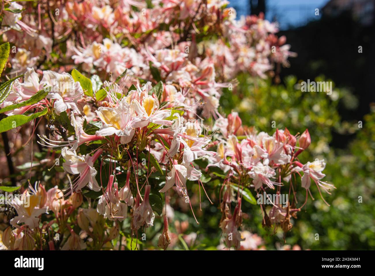 Western azalea (Rhododendron occidentale), botanical garden, San ...