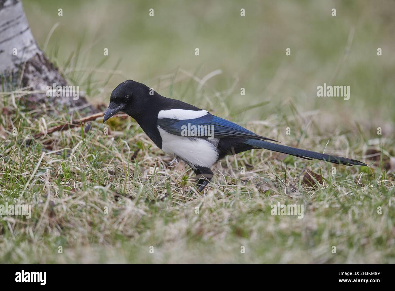 Magpie picture hi-res stock photography and images - Alamy
