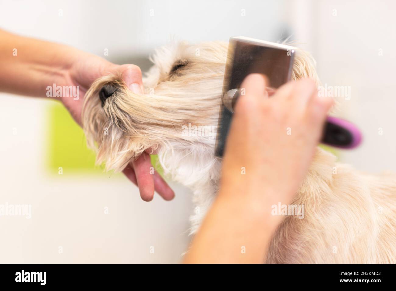 Combing dogs hi-res stock photography and images - Alamy