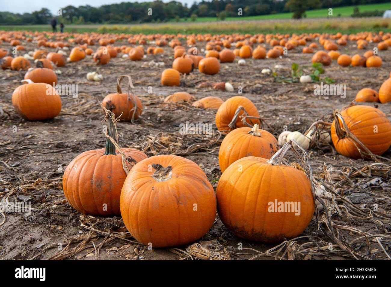 Cookham, Berkshire, UK. 29th October, 2021. Despite the rain and wind ...