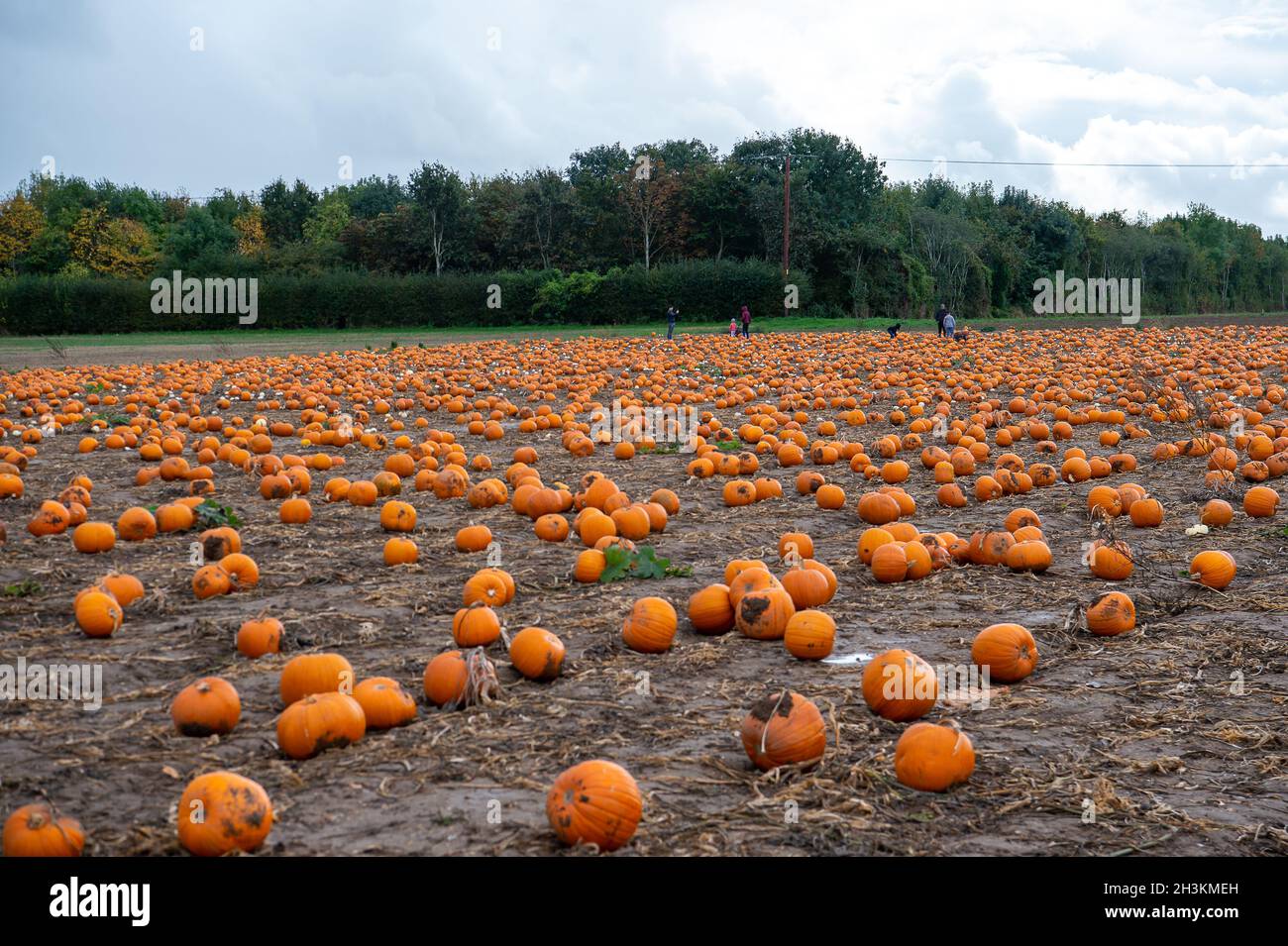 Cookham, Berkshire, UK. 29th October, 2021. Despite the rain and wind ...
