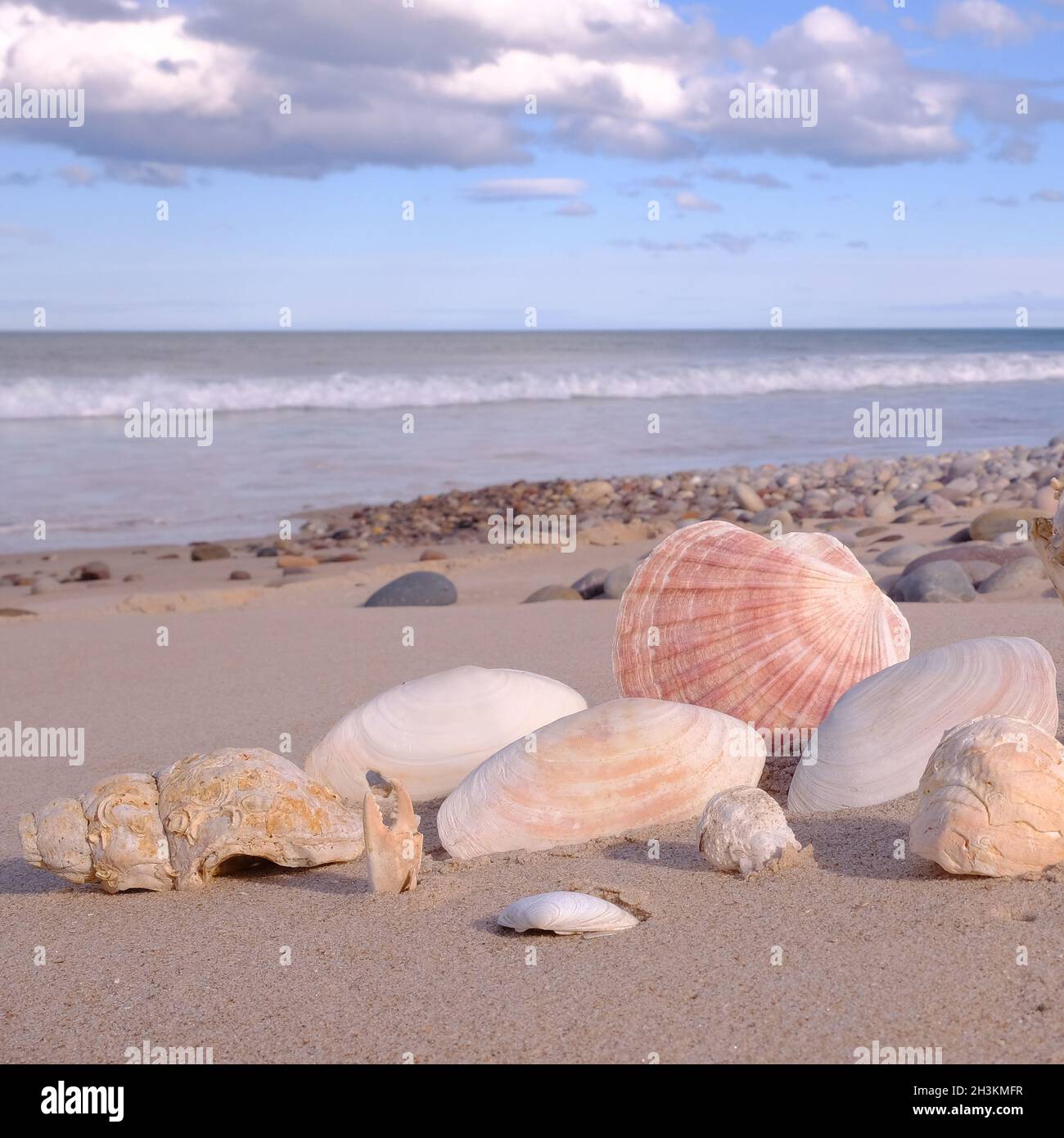 Shell collection on the beach Stock Photo - Alamy