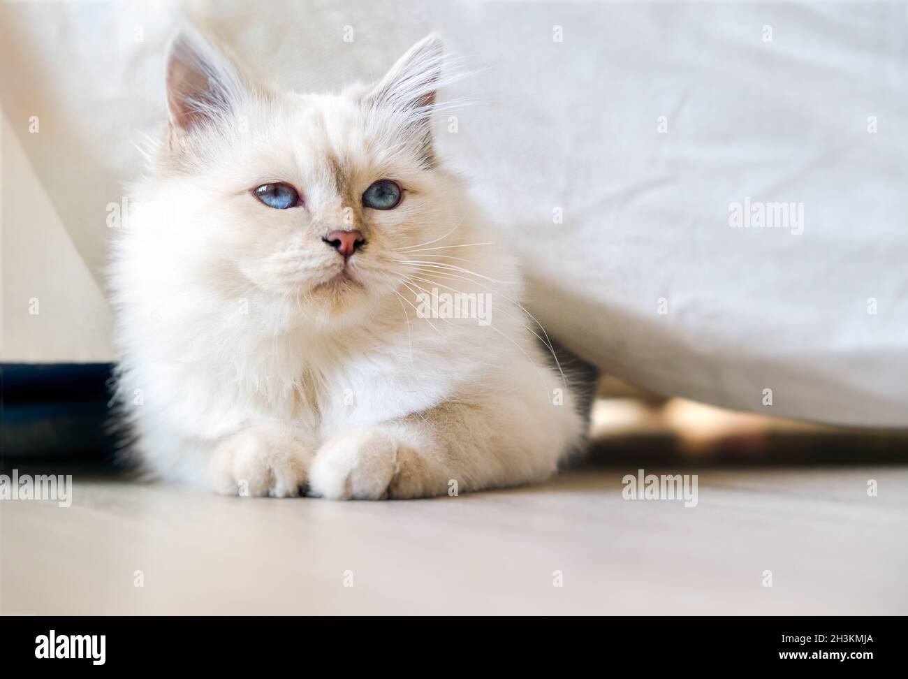 The sun shines in the cat in the morning Stock Photo - Alamy