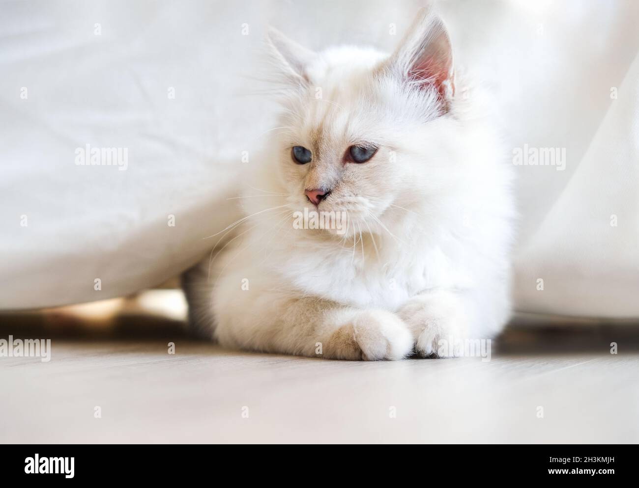The sun shines in the cat in the morning Stock Photo - Alamy