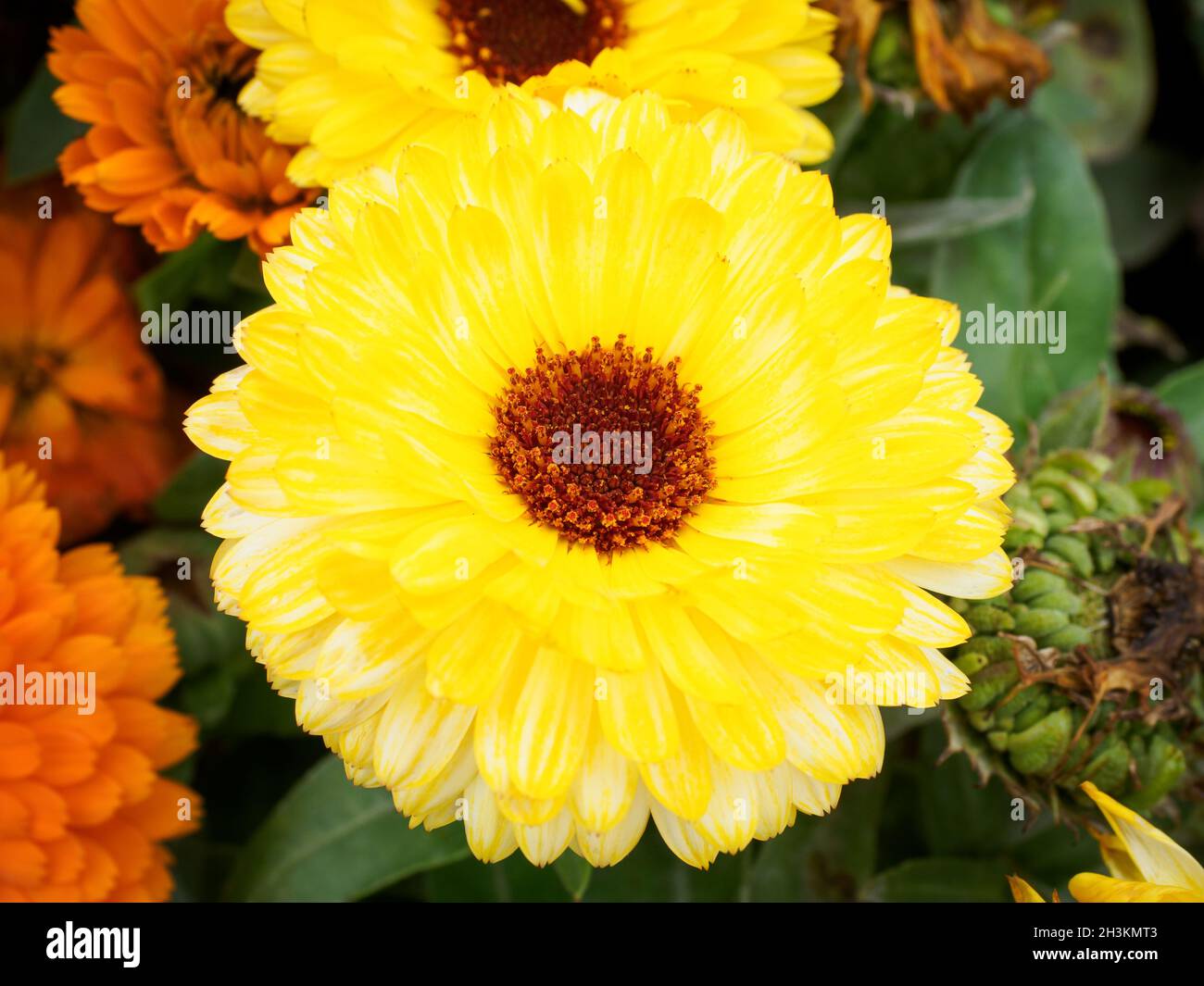 Pot Marigold (Calendula officinalis) yellow flower Stock Photo - Alamy
