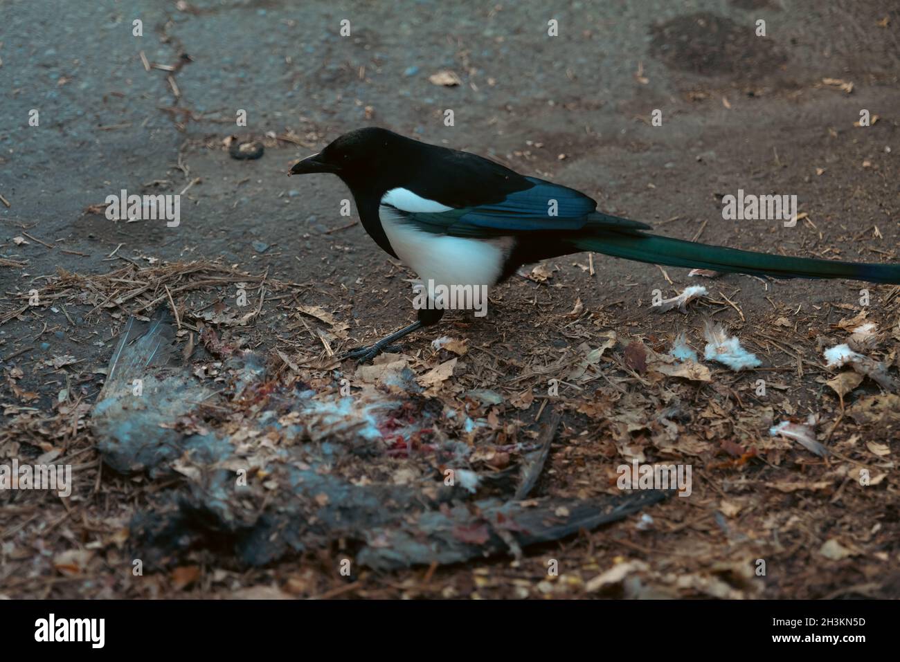 Magpie eats a dead bird Stock Photo - Alamy