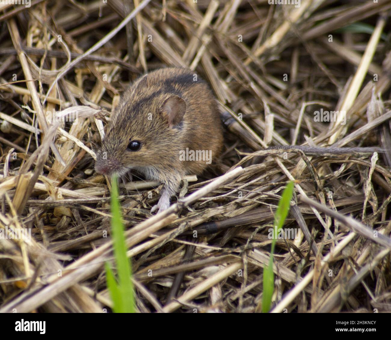 horizontal photo of a field mouse on the stubble Stock Photo - Alamy