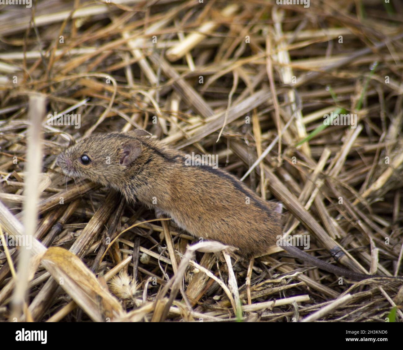 horizontal photo of a field mouse on the stubble Stock Photo - Alamy