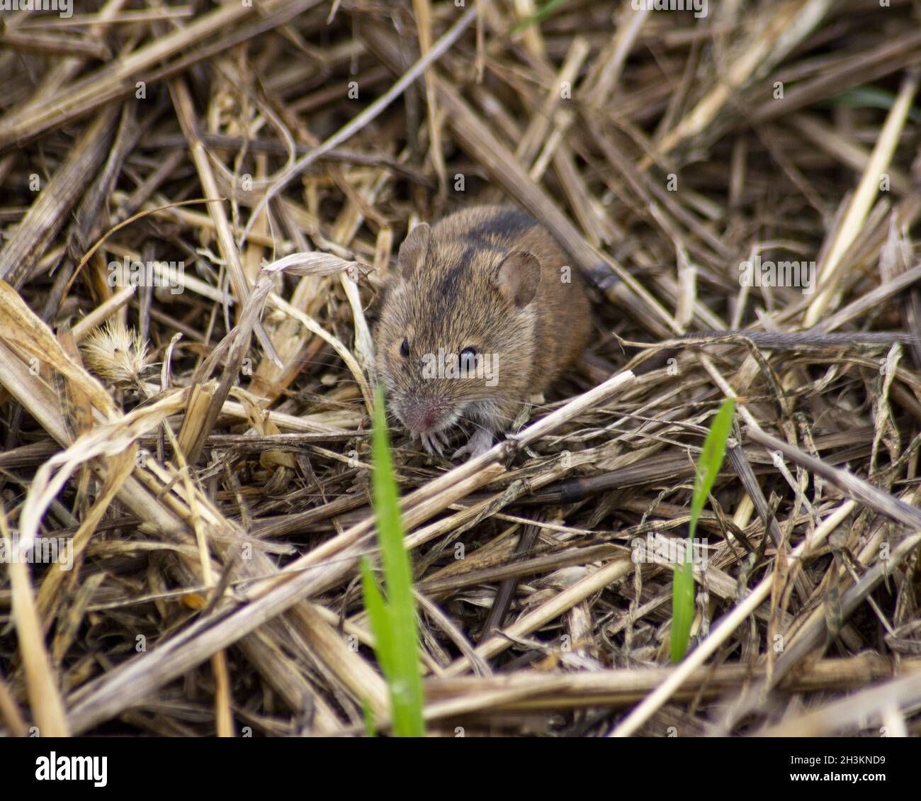 horizontal photo of a field mouse on the stubble Stock Photo - Alamy