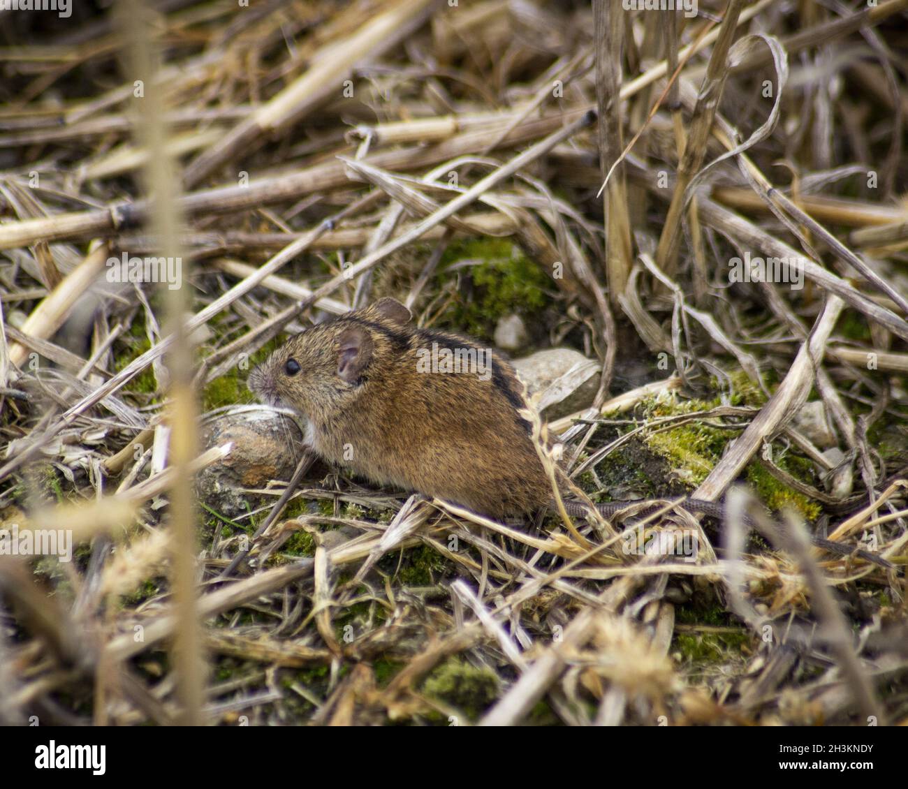 horizontal photo of a field mouse on the stubble Stock Photo - Alamy