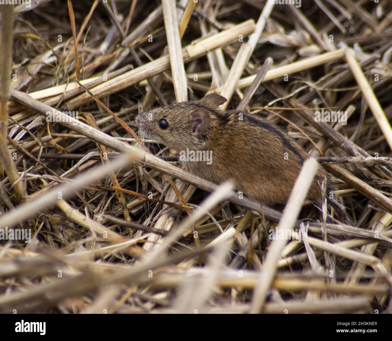 horizontal photo of a field mouse on the stubble Stock Photo - Alamy