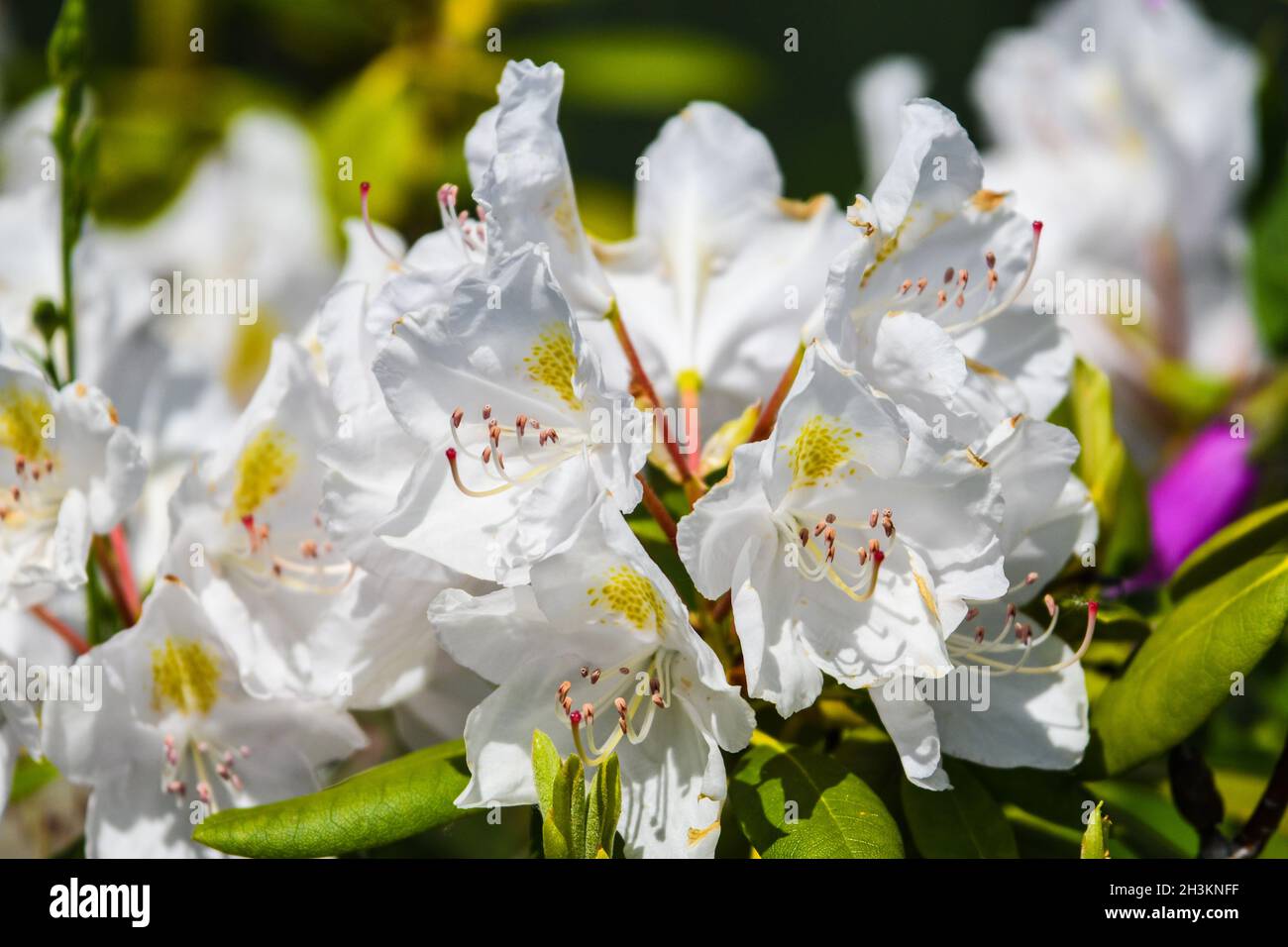 rhododendron bush in flower Stock Photo - Alamy