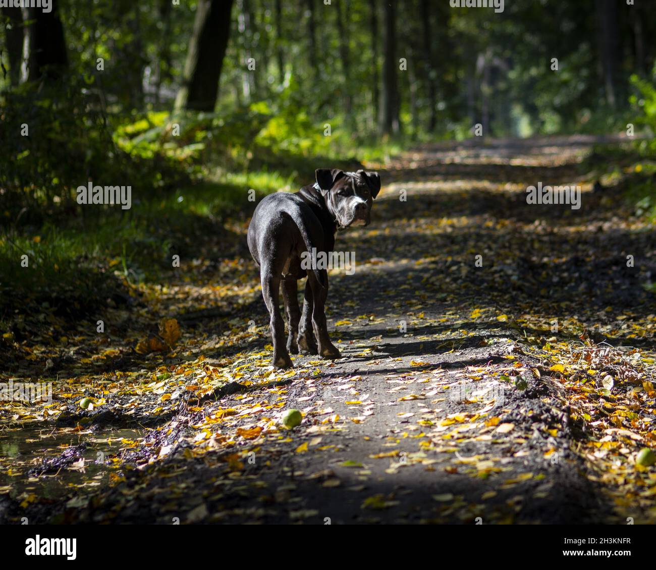 horizontal photo of a beautiful puppy,amstaff dog Stock Photo - Alamy