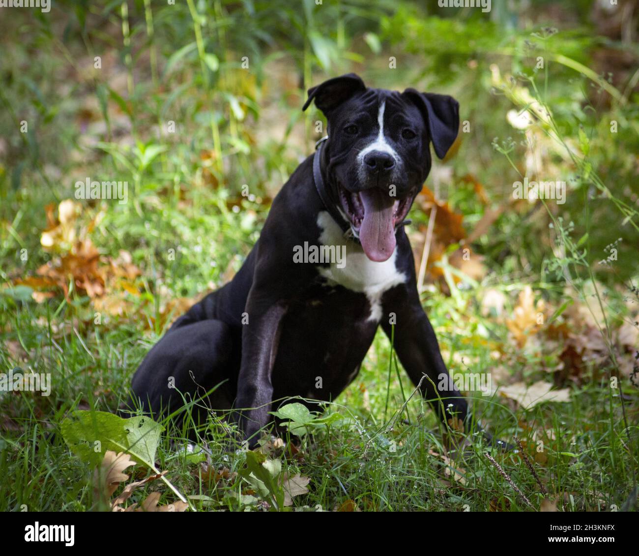 horizontal photo of a beautiful puppy,amstaff dog Stock Photo - Alamy