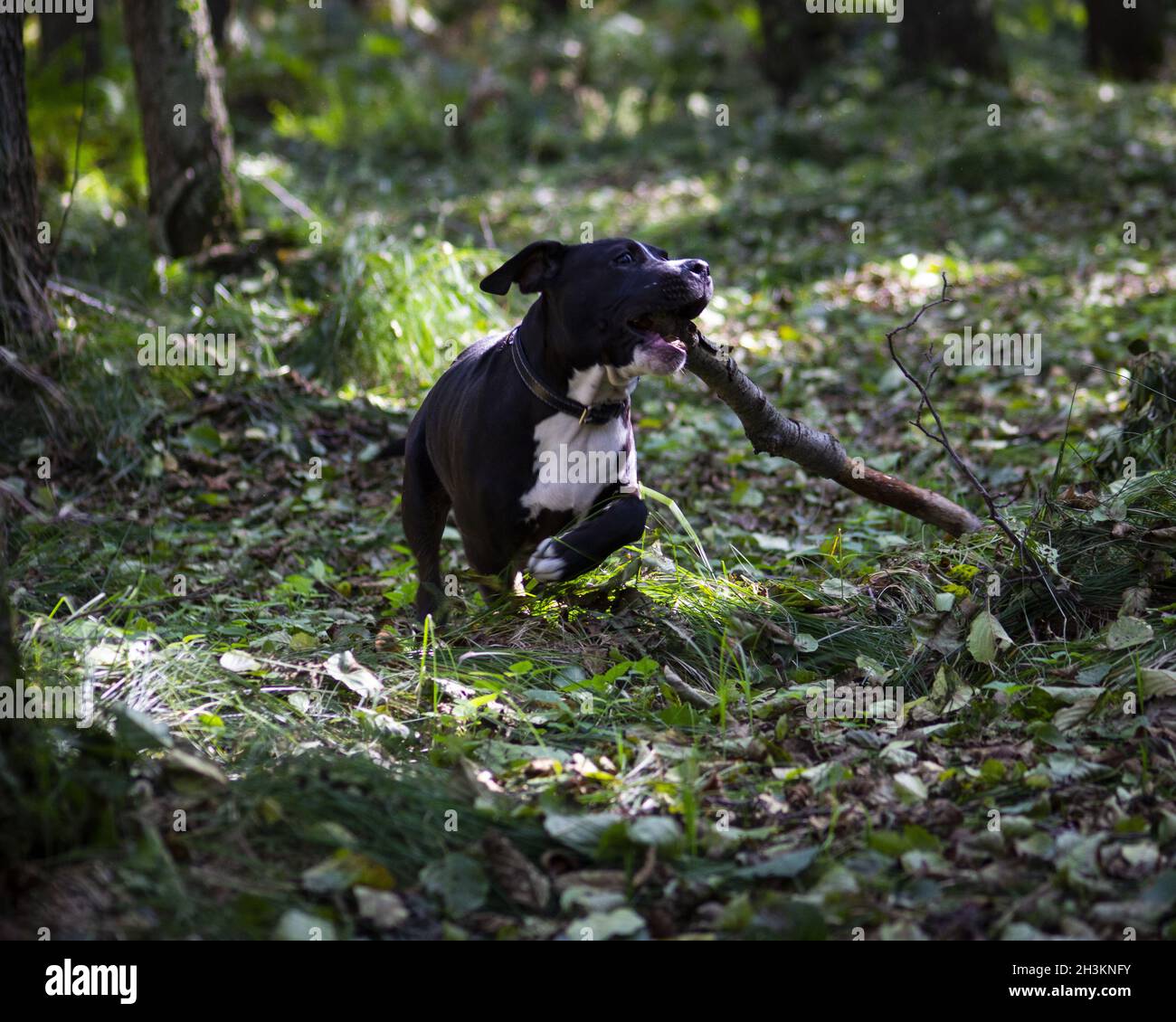 horizontal photo of a beautiful puppy,amstaff dog Stock Photo - Alamy