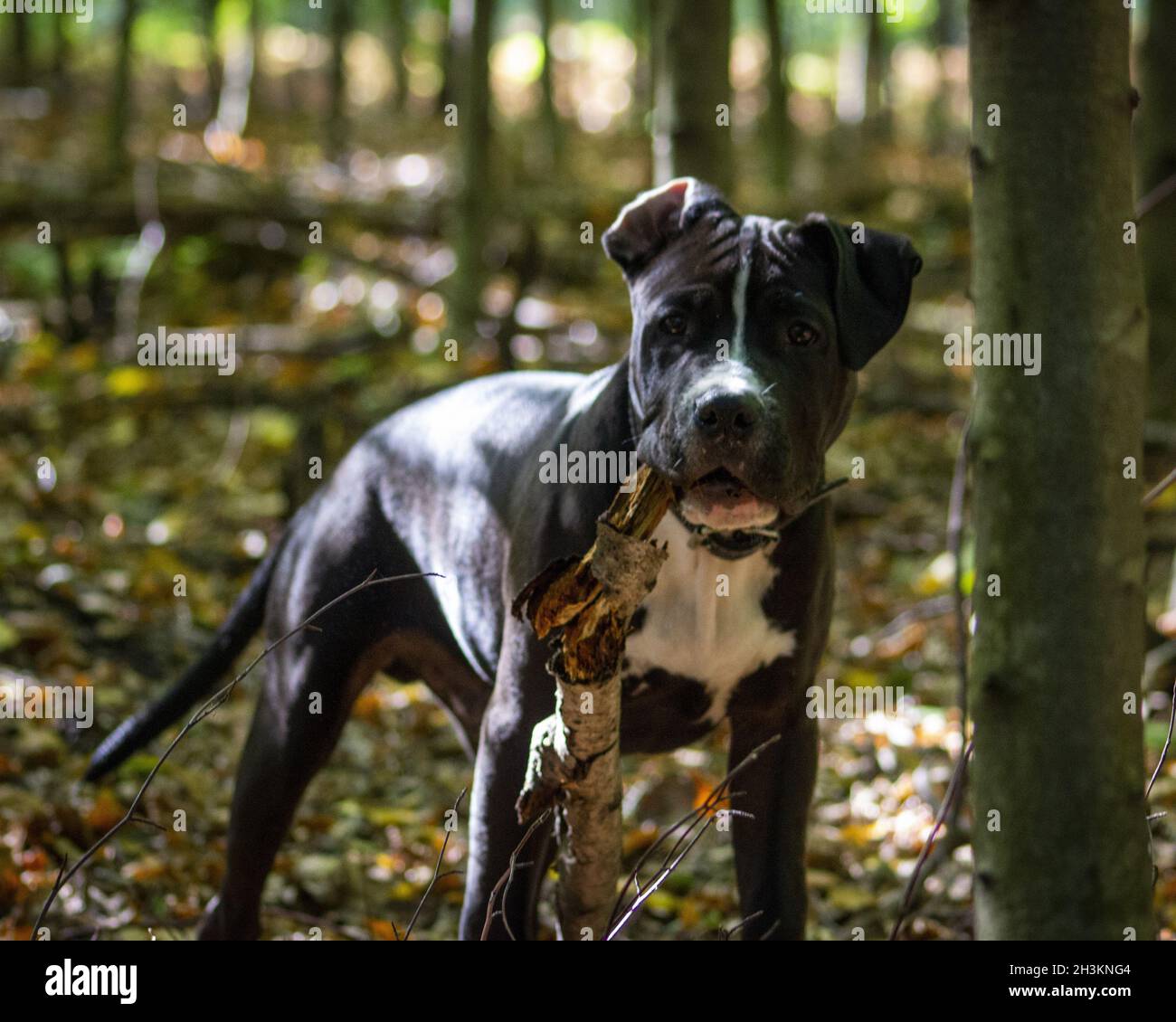 horizontal photo of a beautiful puppy,amstaff dog Stock Photo - Alamy