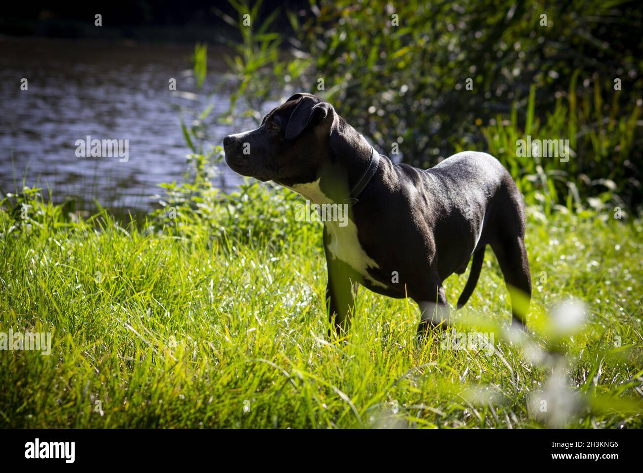 horizontal photo of a beautiful puppy,amstaff dog Stock Photo - Alamy
