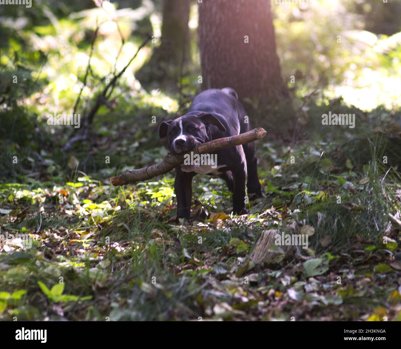 horizontal photo of a beautiful puppy,amstaff dog Stock Photo - Alamy