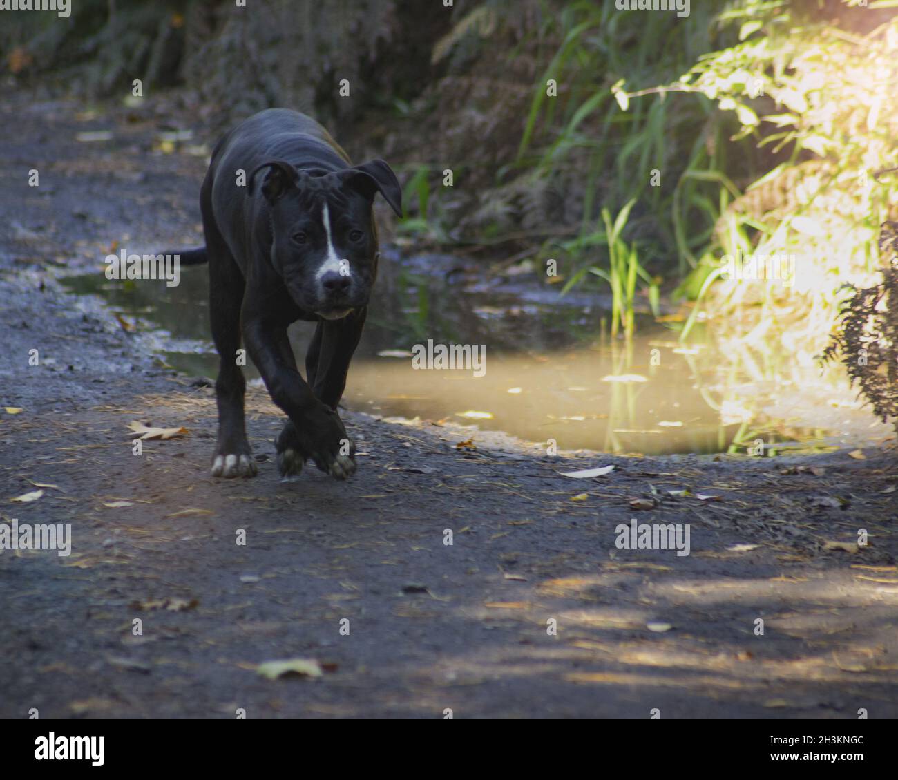 horizontal photo of a beautiful puppy,amstaff dog Stock Photo - Alamy