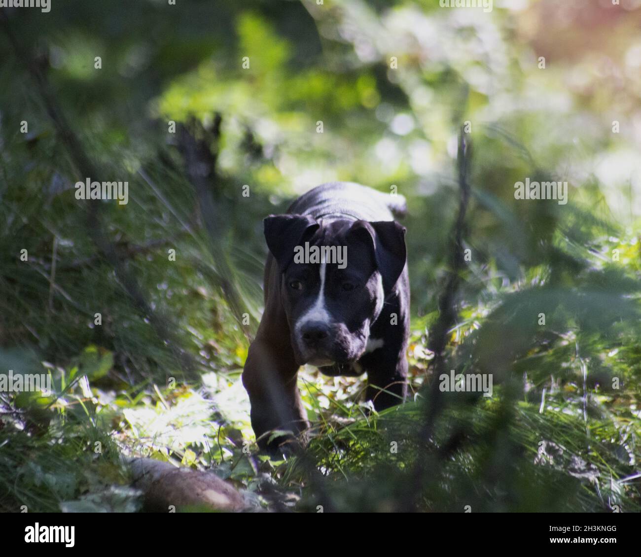 horizontal photo of a beautiful puppy,amstaff dog Stock Photo - Alamy