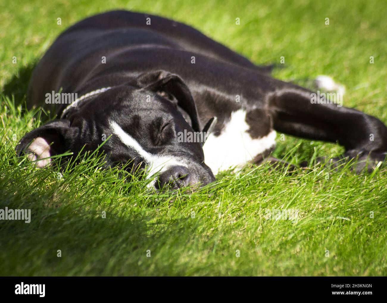 horizontal photo of a beautiful puppy,amstaff dog Stock Photo - Alamy