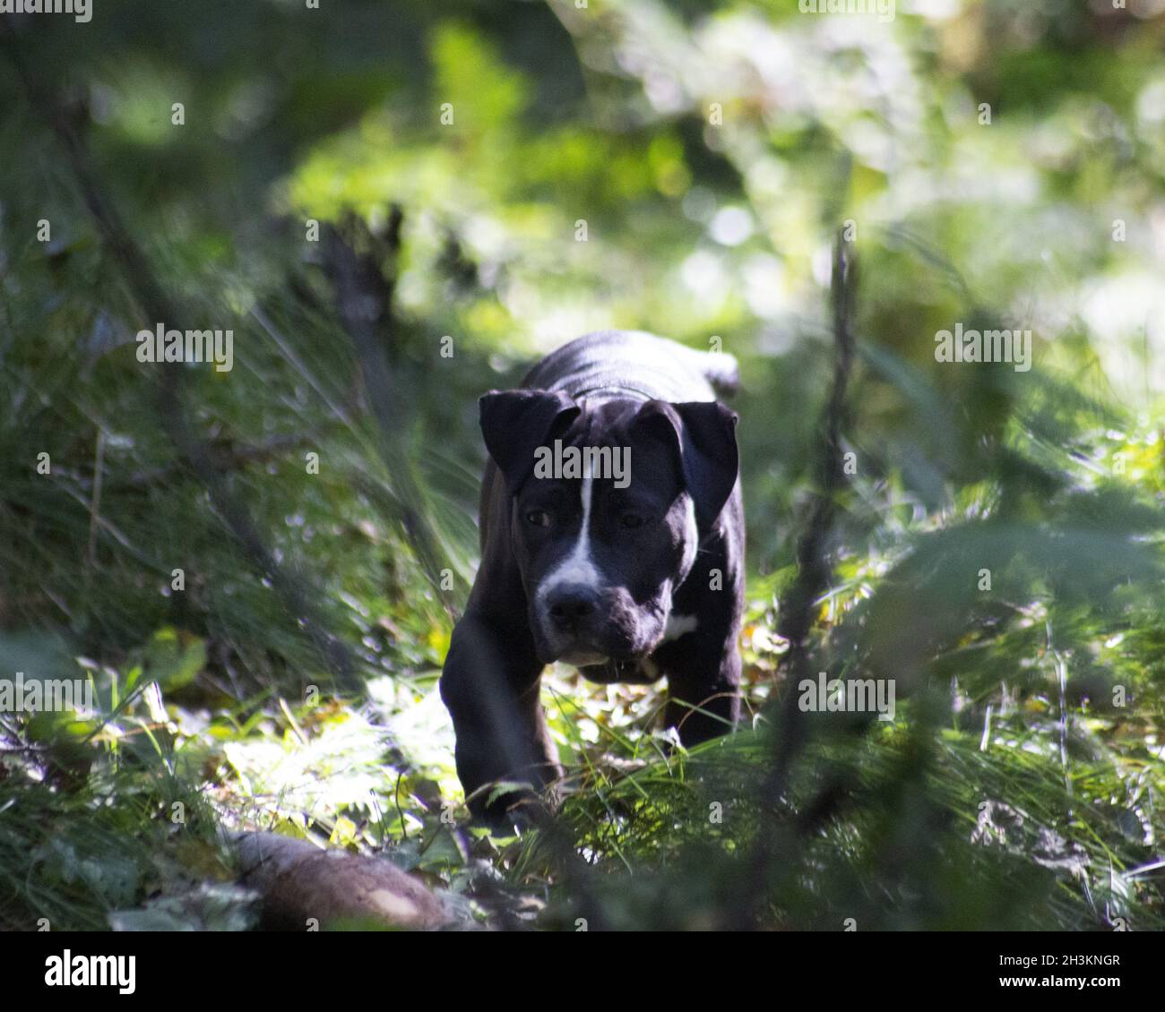 horizontal photo of a beautiful puppy,amstaff dog Stock Photo - Alamy
