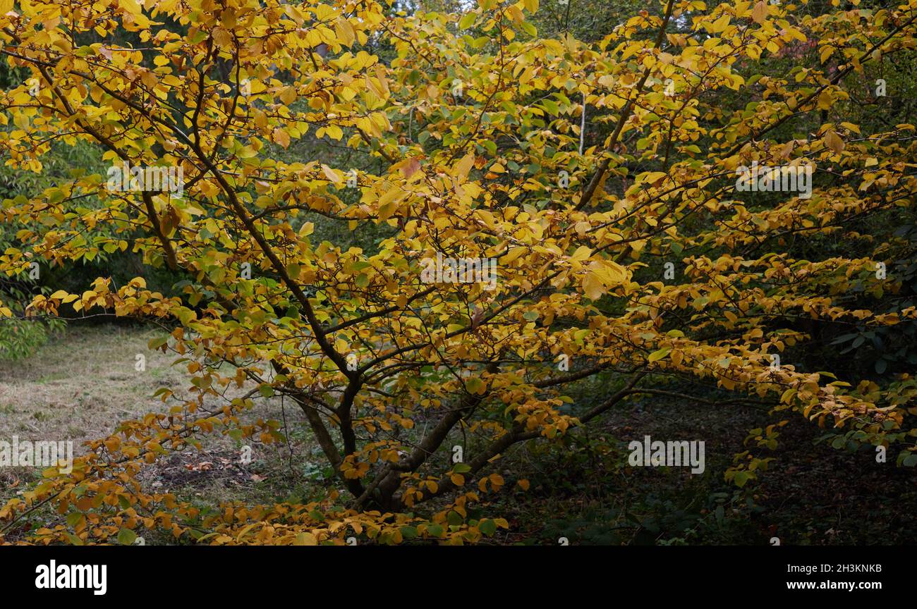 Hamamelis x intermedia pallida hi-res stock photography and images - Alamy