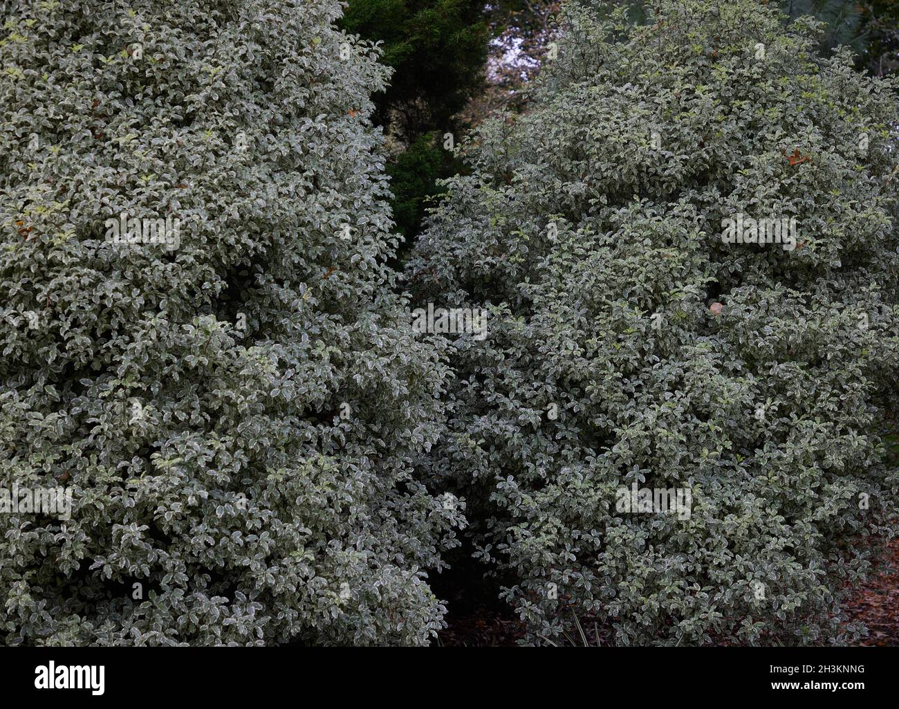 Pittosporum silver queen hi-res stock photography and images - Alamy