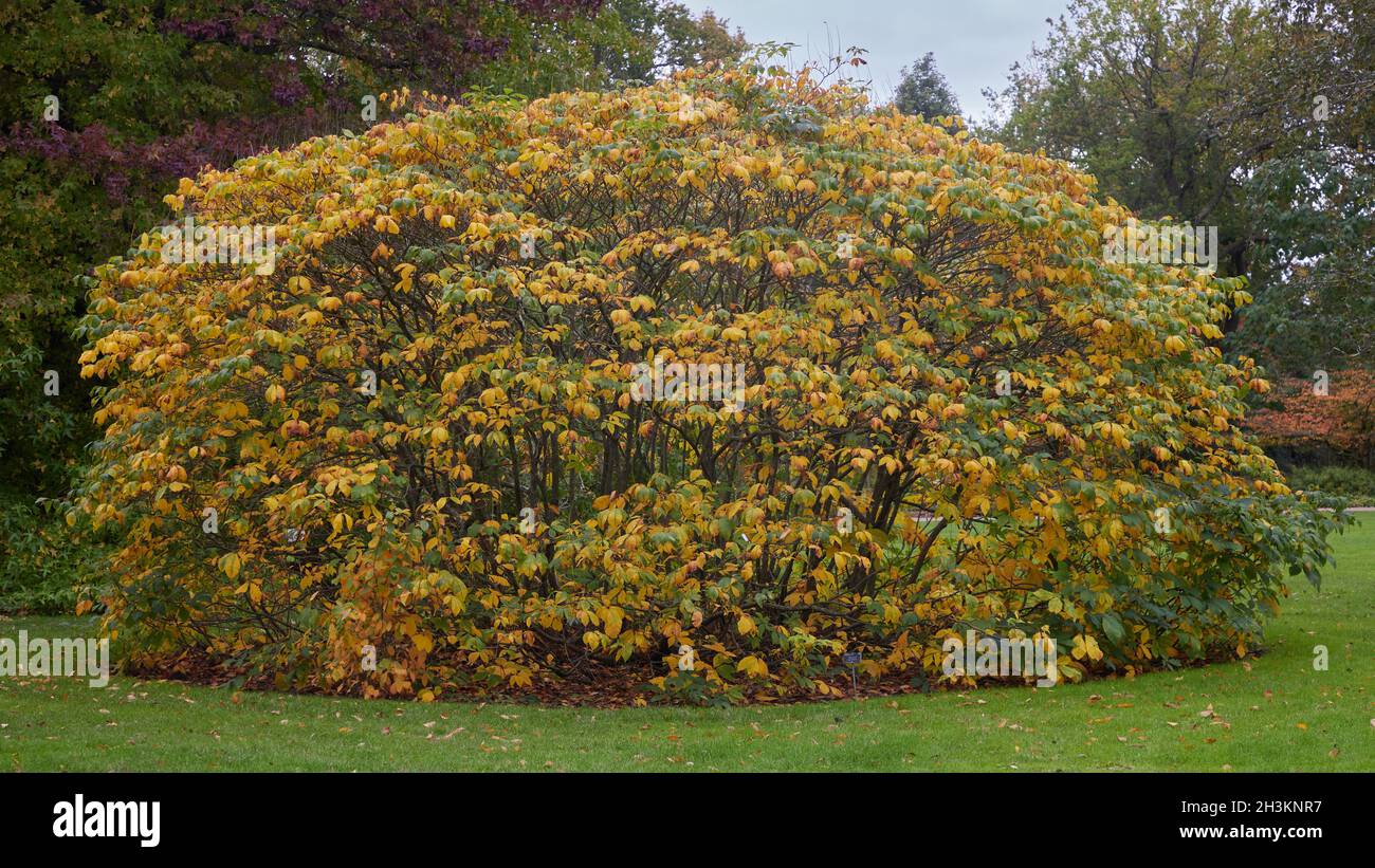 Feature Plant Garden High Resolution Stock Photography and Images - Alamy