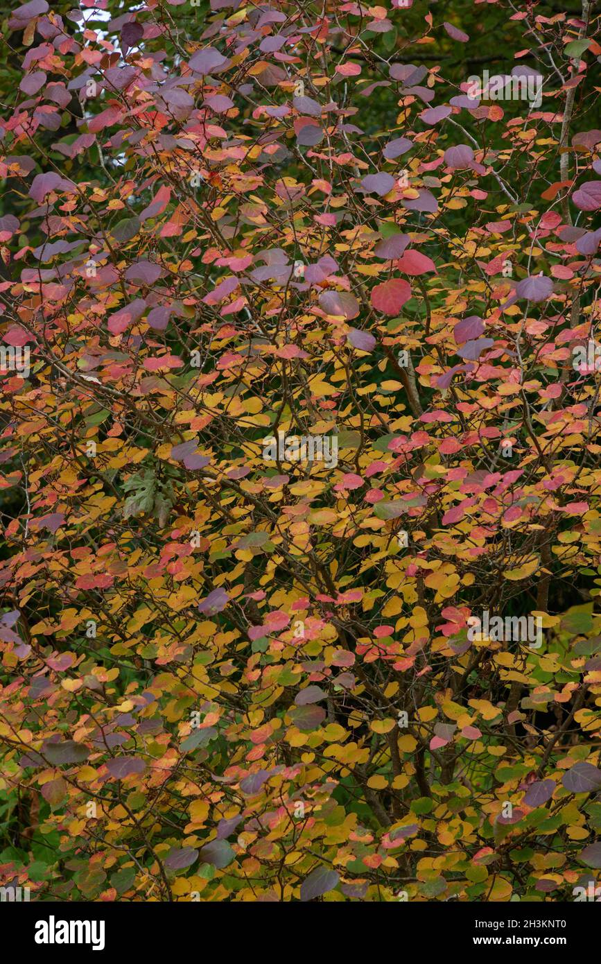 Autumn leaves seen in October Stock Photo - Alamy