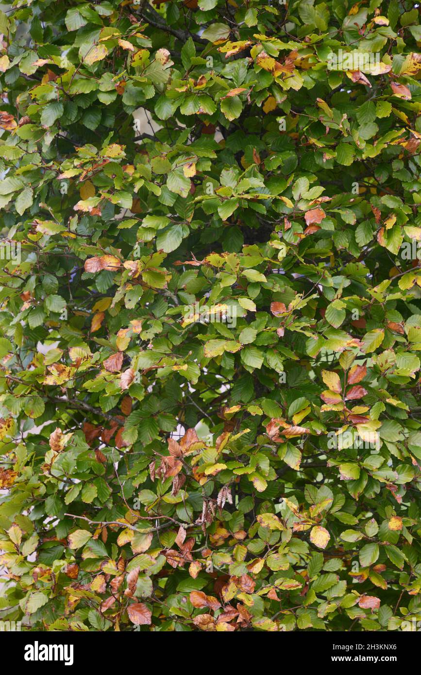 Beech hedge planting hi-res stock photography and images - Alamy