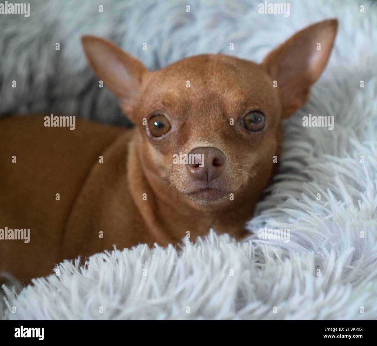 Small ginger pinscher in his fluffy bed Stock Photo - Alamy