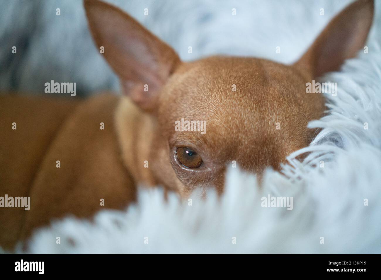 Ginger bed hi-res stock photography and images - Alamy