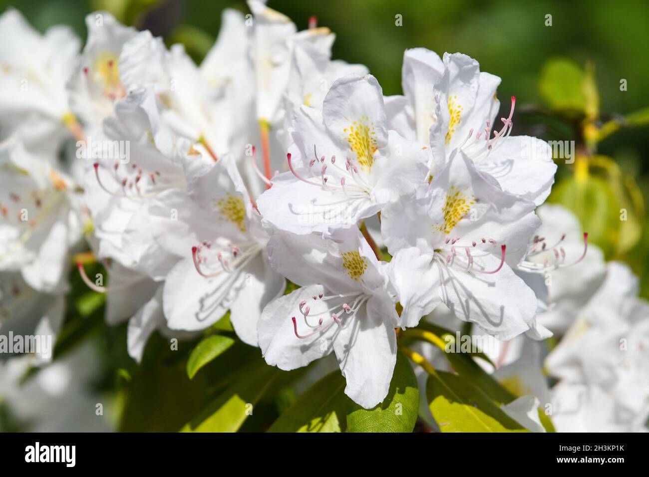 rhododendron bush in flower Stock Photo - Alamy