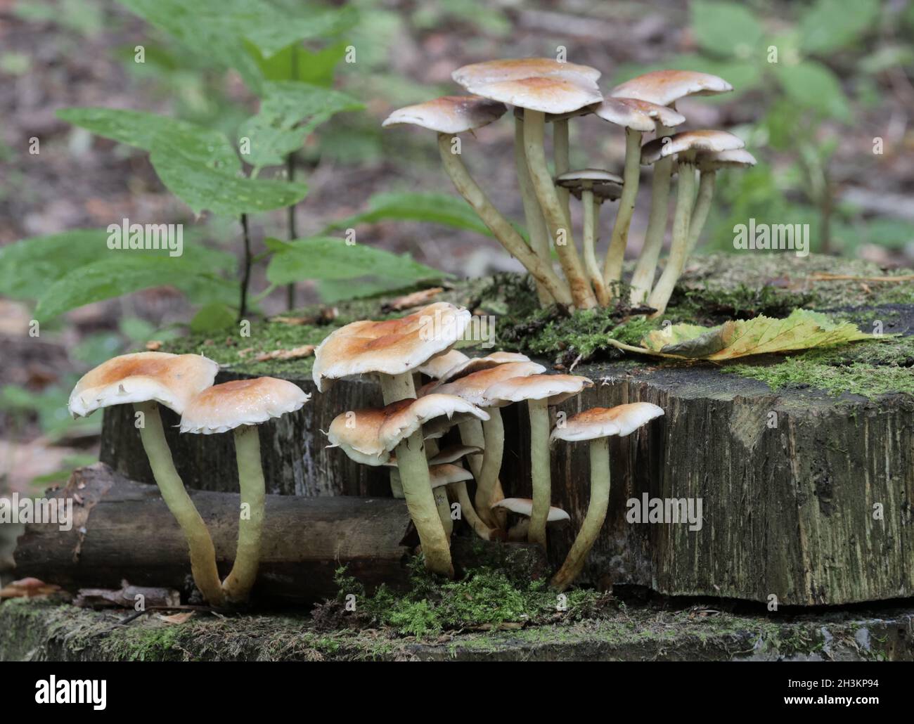 Tree mushrooms and moss hi-res stock photography and images - Alamy