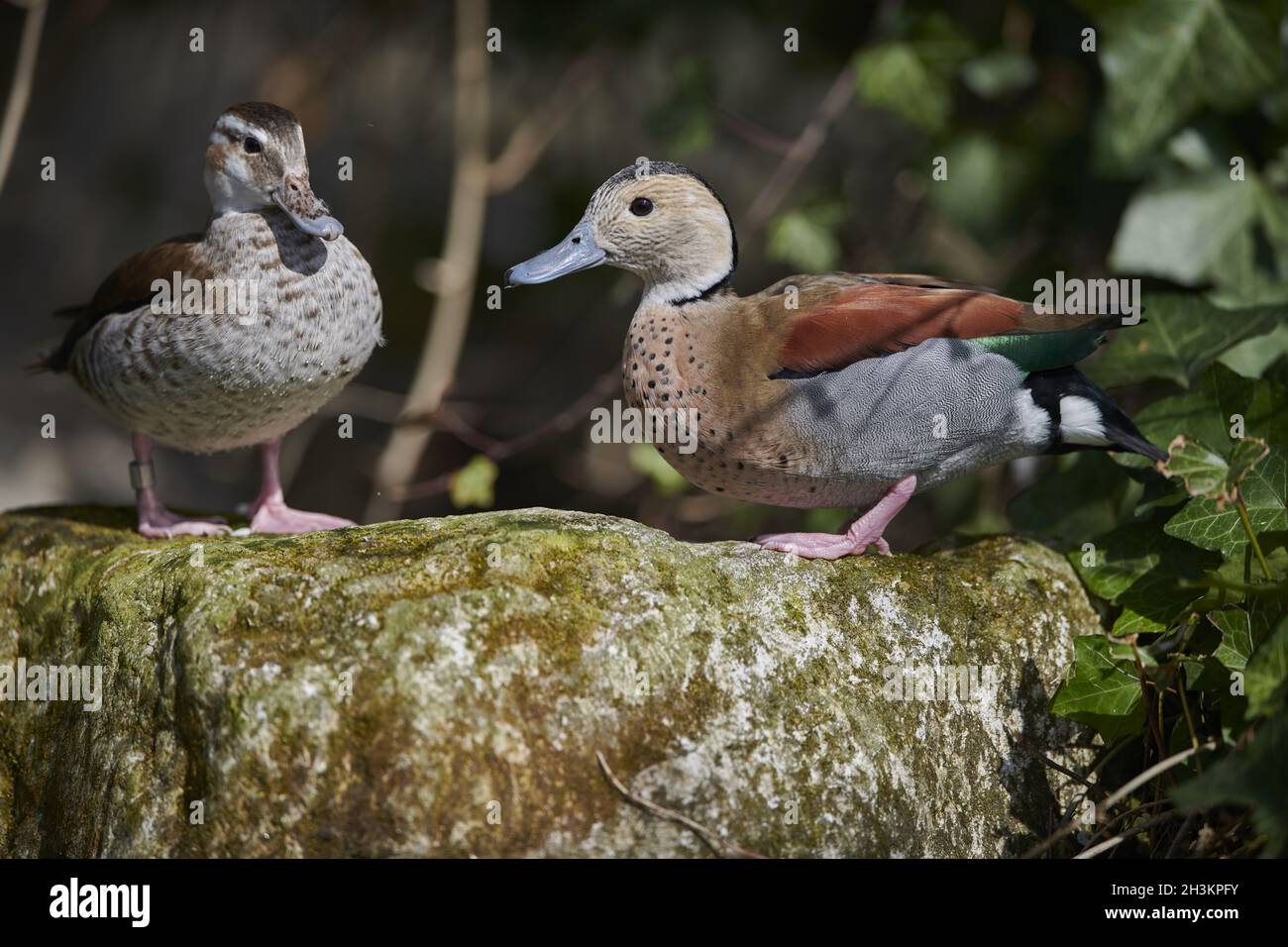 Single teal hi-res stock photography and images - Alamy