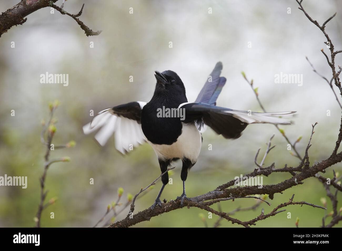 Magpie colours hi-res stock photography and images - Alamy