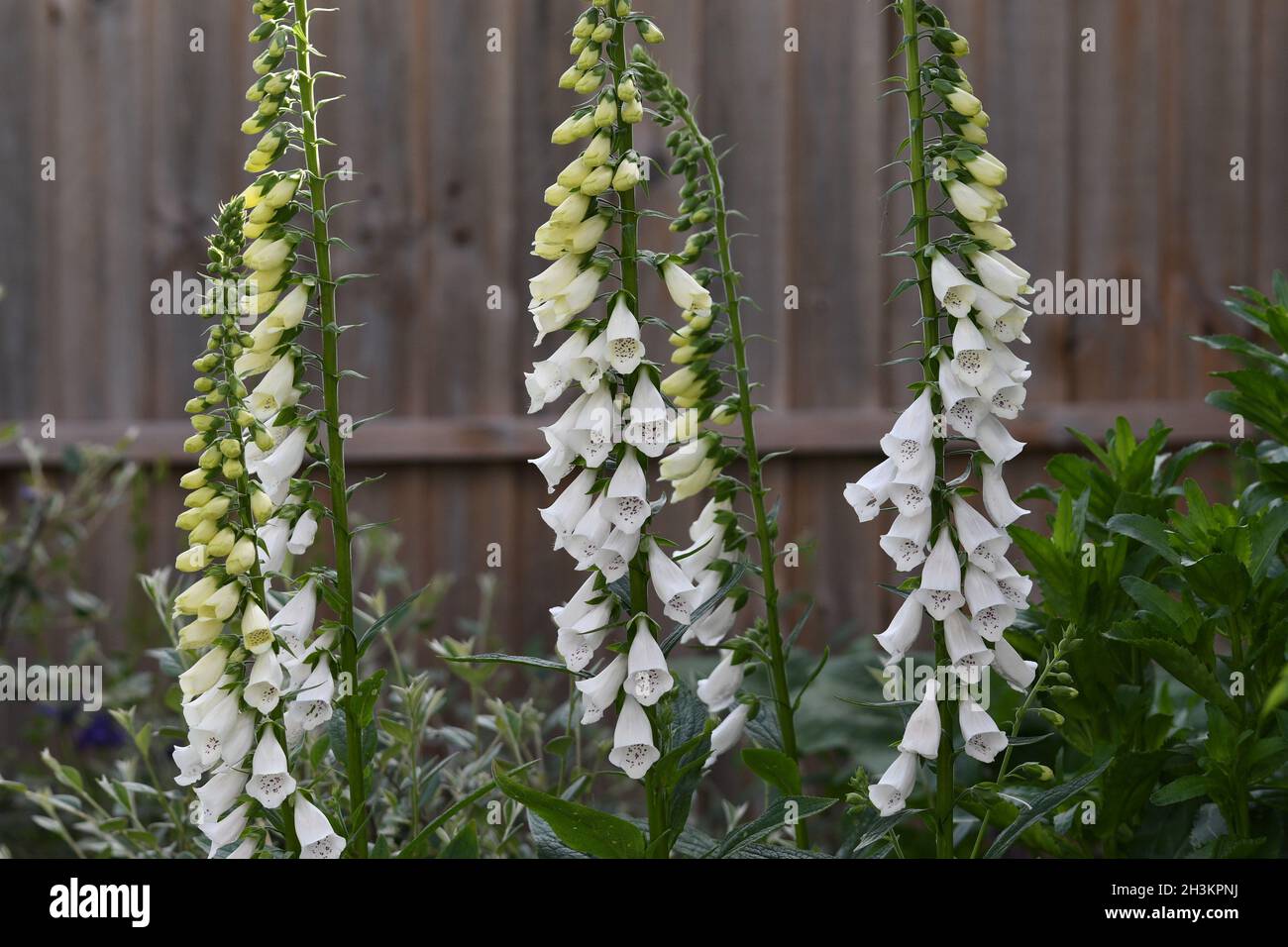 foxglove flowering in summer Stock Photo - Alamy