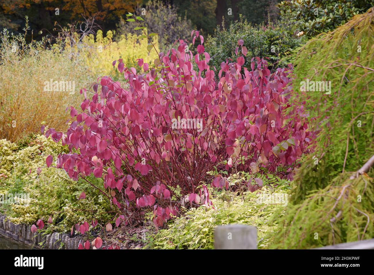 Strong autumn leaves of Cornus sericea Coral Red in October Stock Photo ...